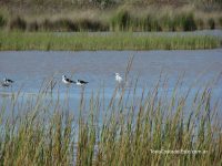 Safari fotográfico en Punta Rasa