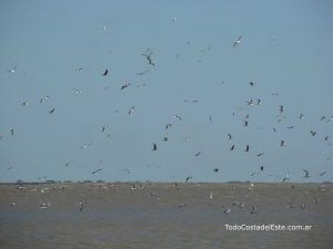 Safari fotográfico en Punta Rasa