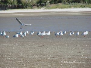 Safari fotográfico en Punta Rasa